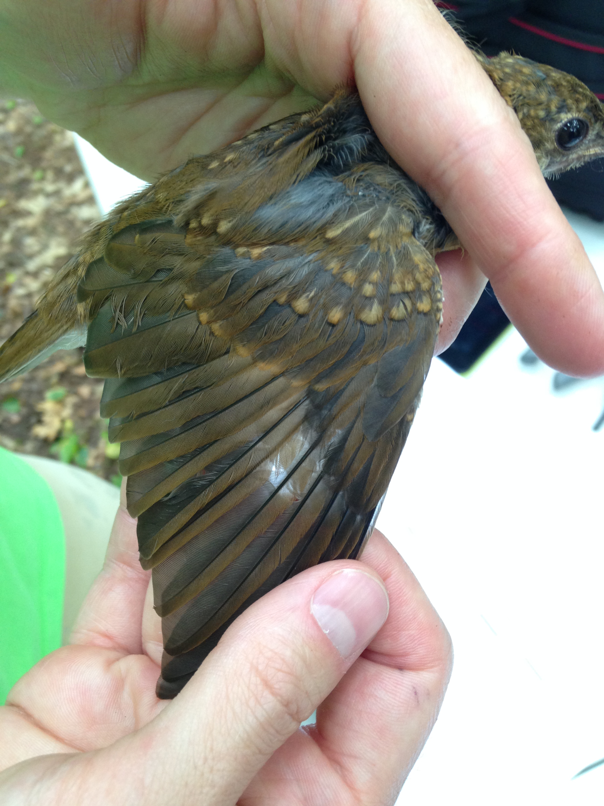 A Lesson from the Playful Bird | Wisdom on Wings